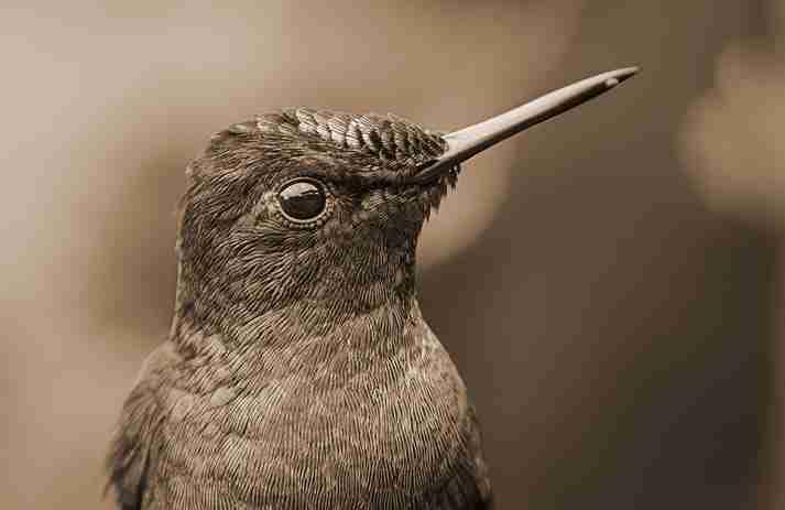 The Hummingbird Update Demystified: How to Optimize Your Website for ...